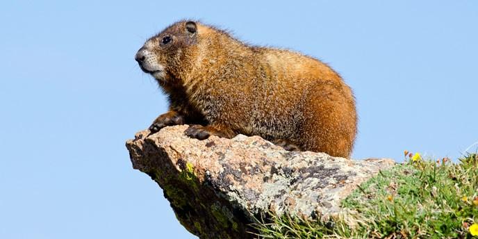 26 Different Animals Found in the Mountains with Pictures and Facts ...