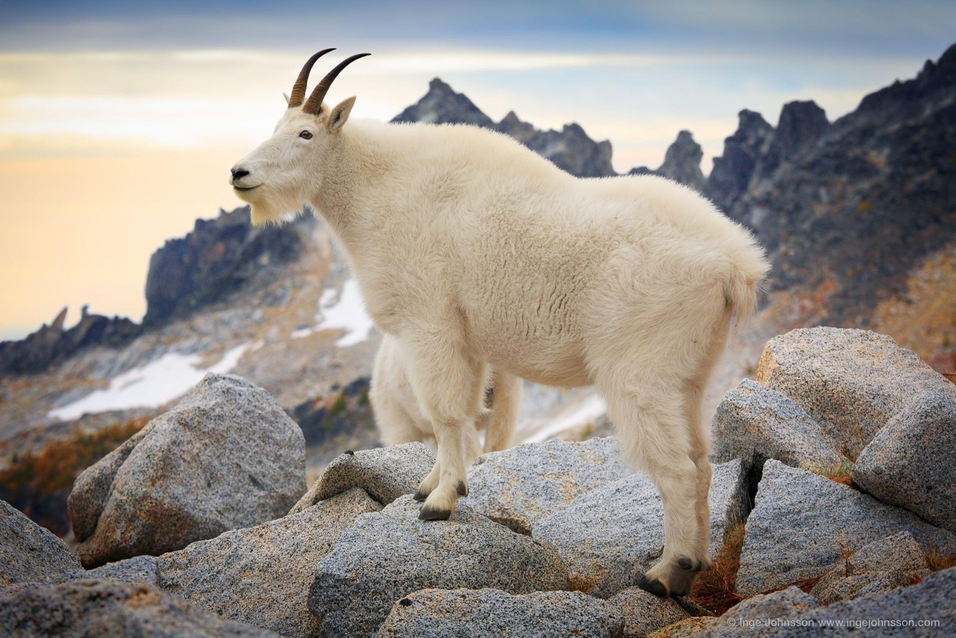 26 Different Animals Found in the Mountains with Pictures and Facts ...