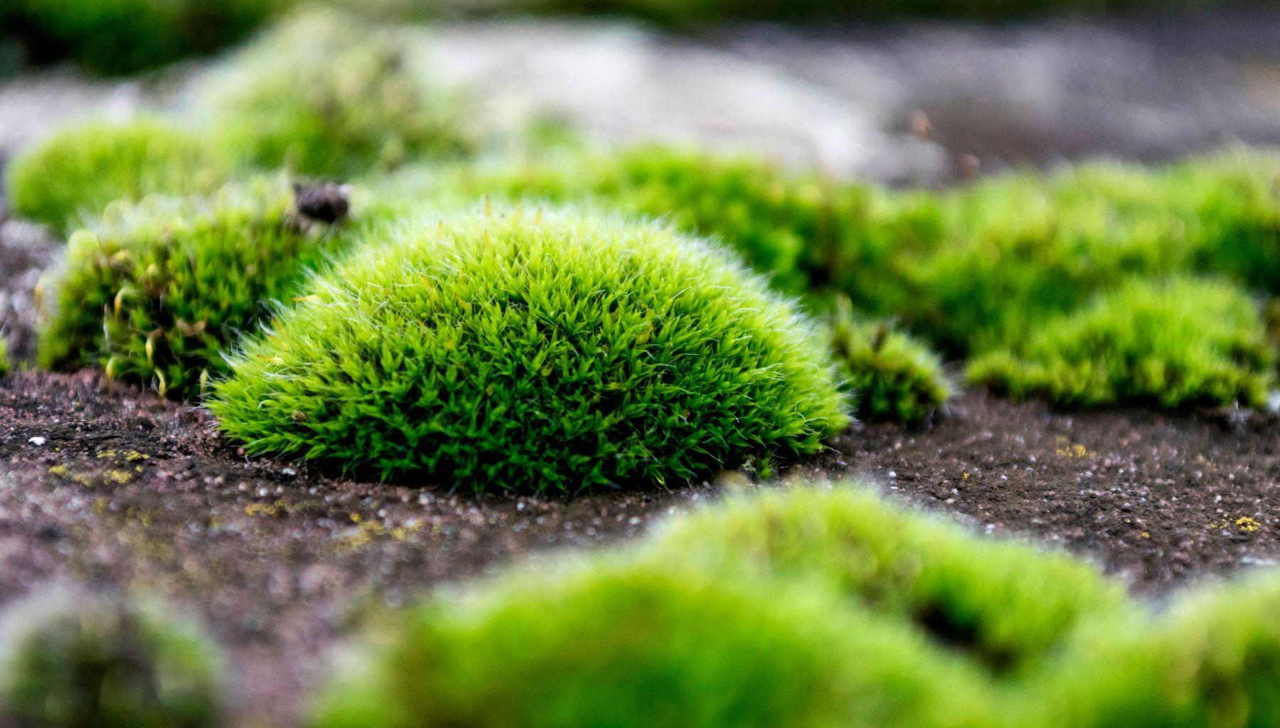 21 Interesting Types of Moss You Should Know - Richmond Mom