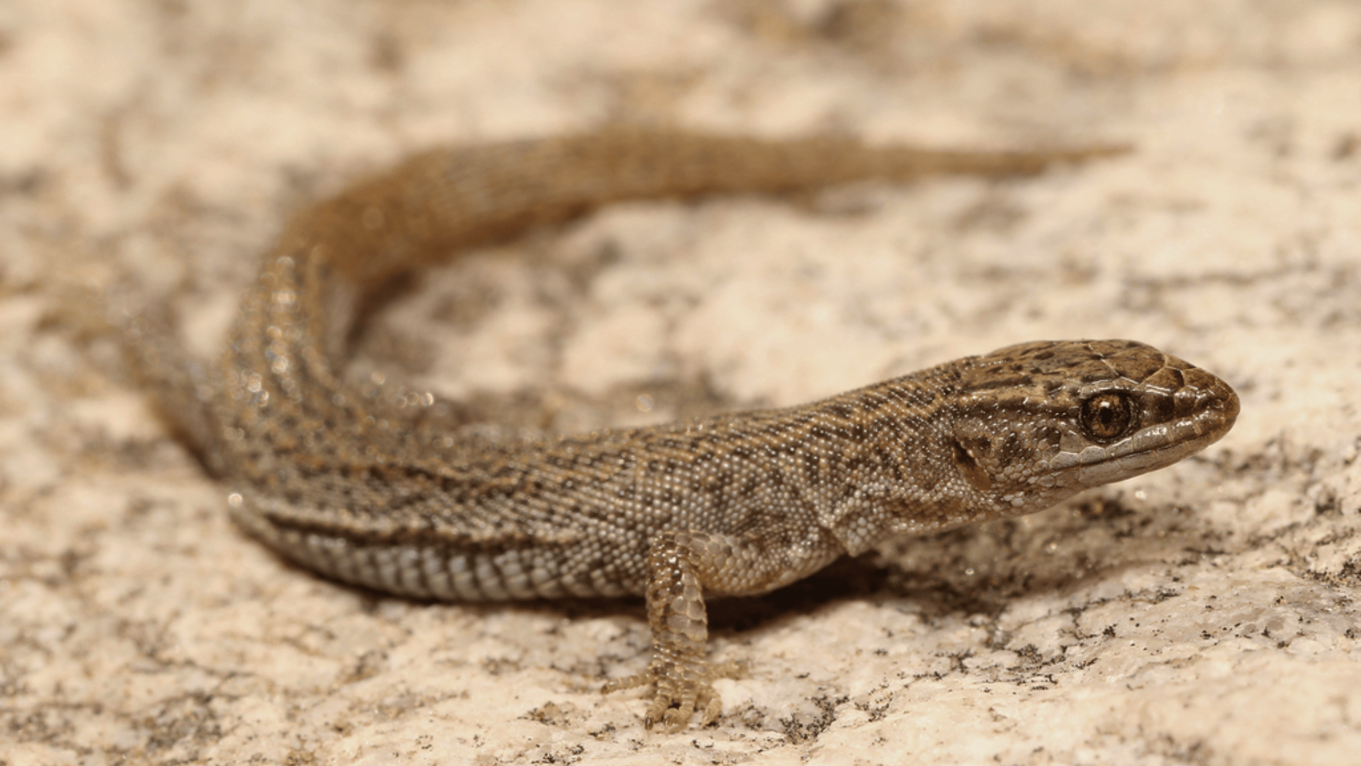 47 Animals That Start With X You Should Know About - Richmond Mom