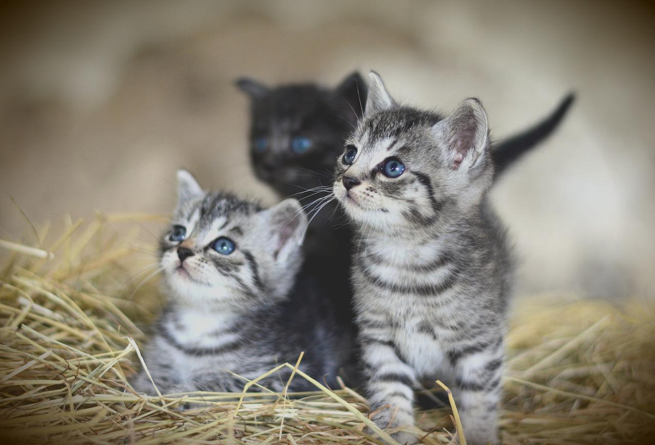 35 Different Animals Lives in Farms with Pictures and Facts - Richmond Mom