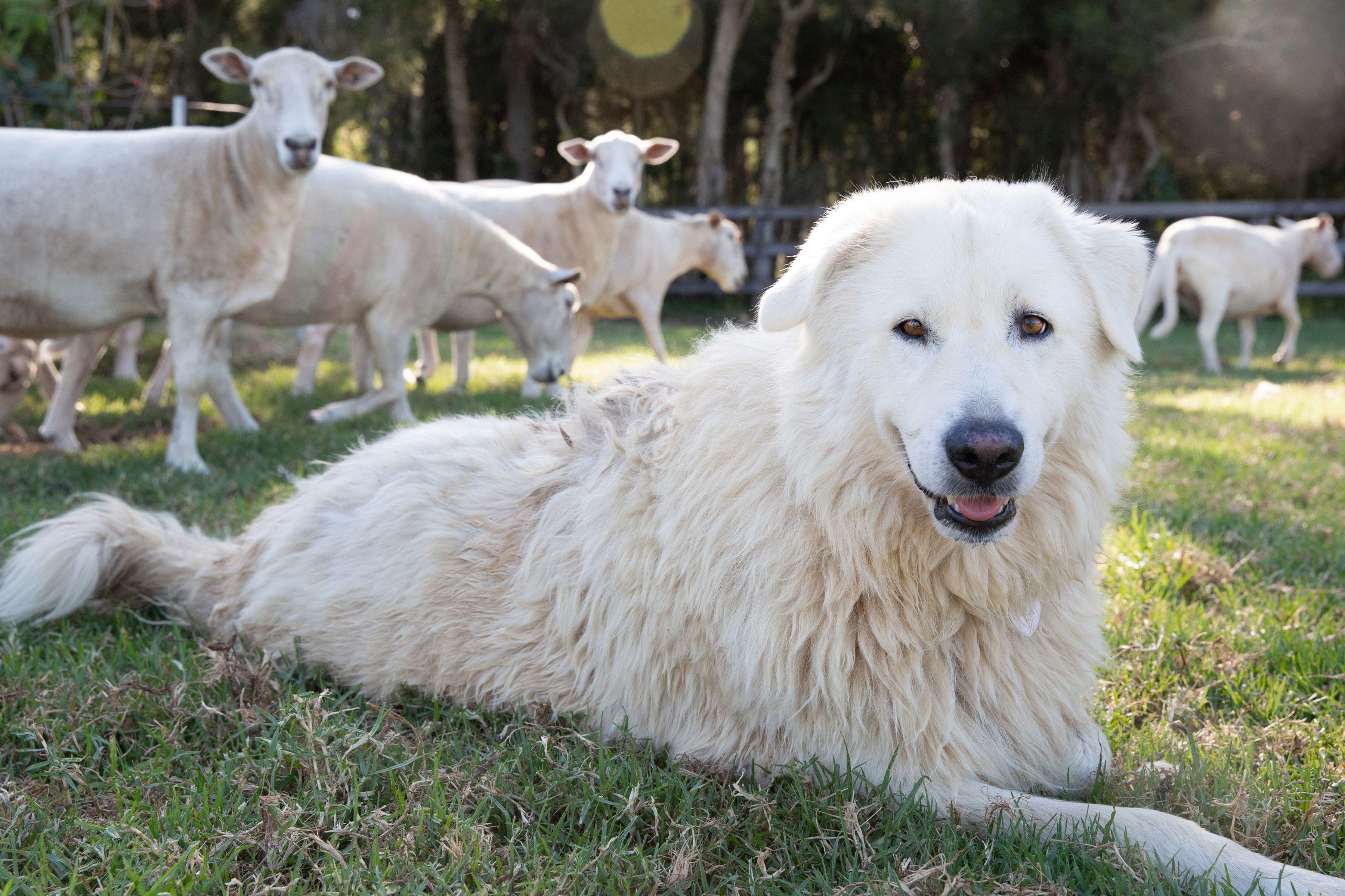 35 Different Animals Lives in Farms with Pictures and Facts - Richmond Mom