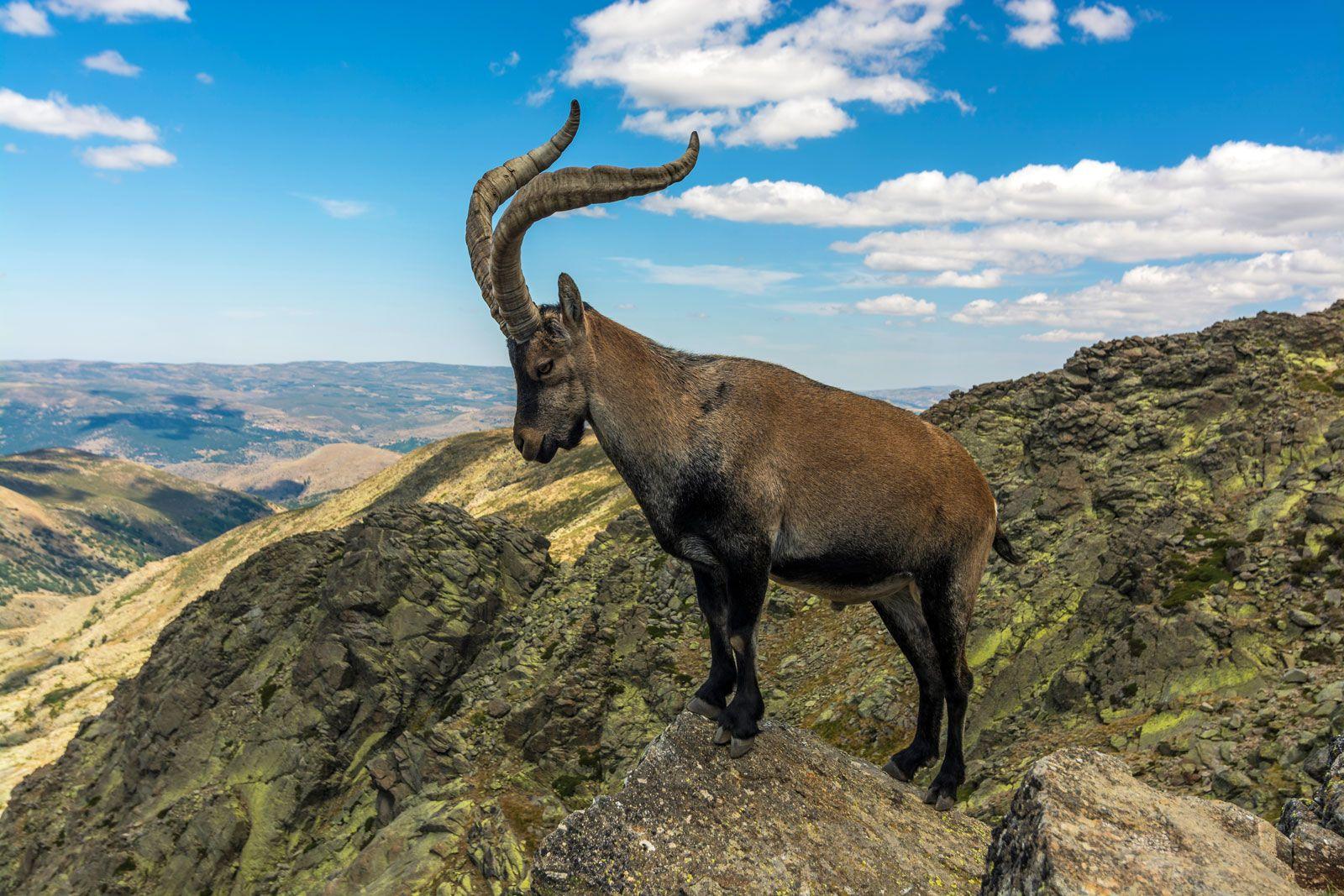 26 Different Animals Found in the Mountains with Pictures and Facts ...