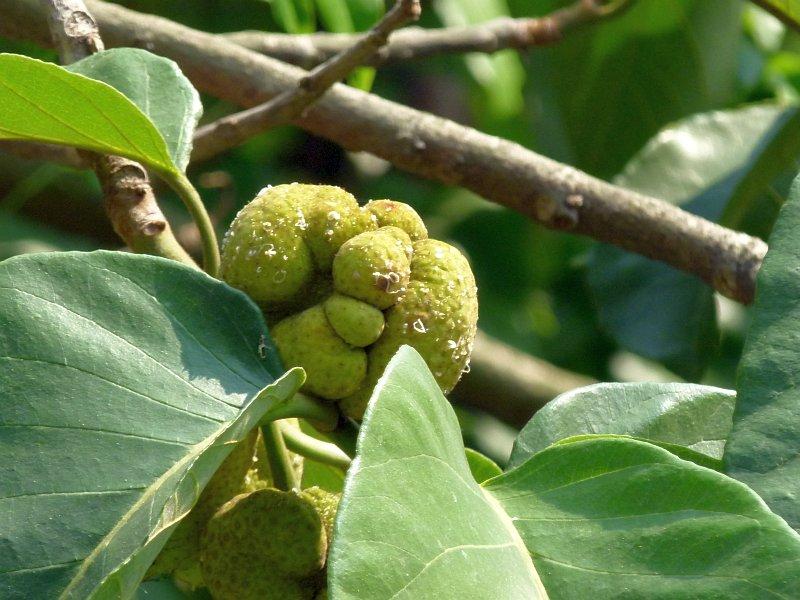 31 Fruits that Start with L with Facts and Pictures - Richmond Mom