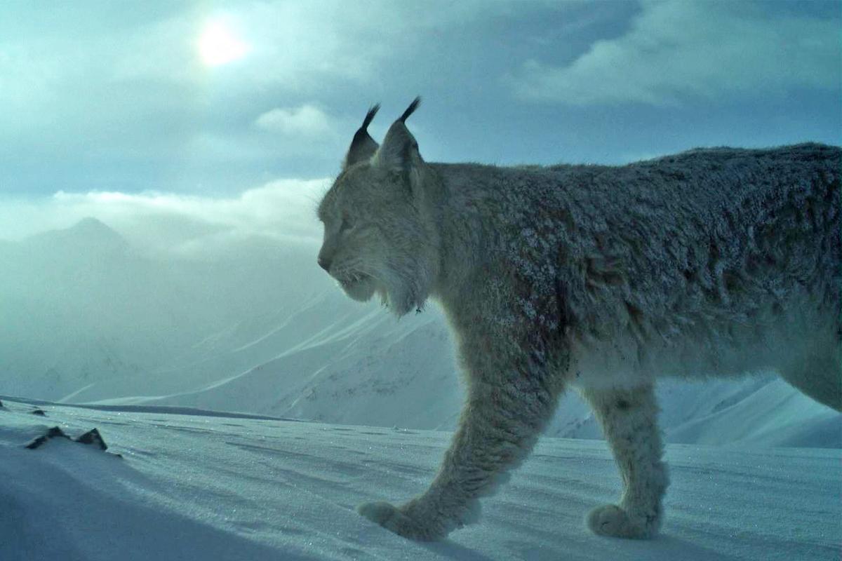 26 Different Animals Found in the Mountains with Pictures and Facts ...