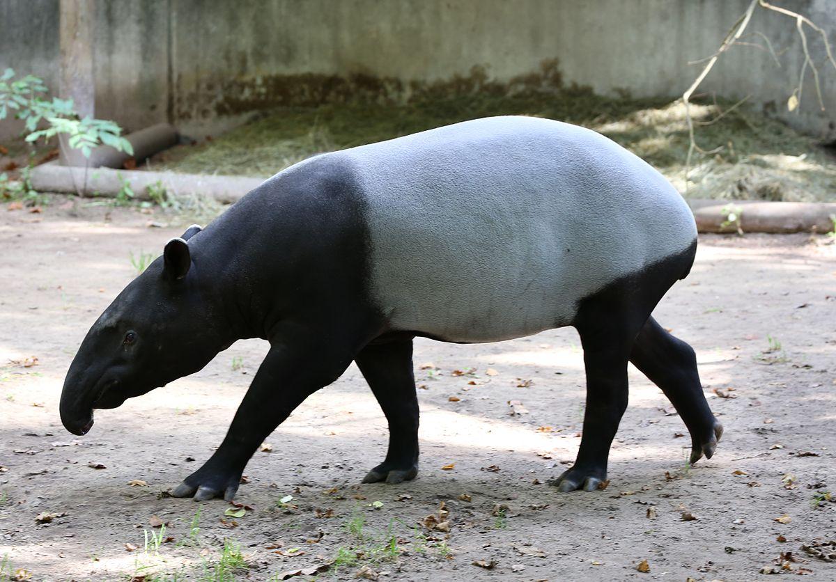 40 Different Animals Found in Asia with Pictures and Facts - Richmond Mom