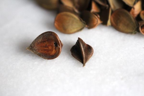 61 Popular Types of Nuts Around the World - Richmond Mom