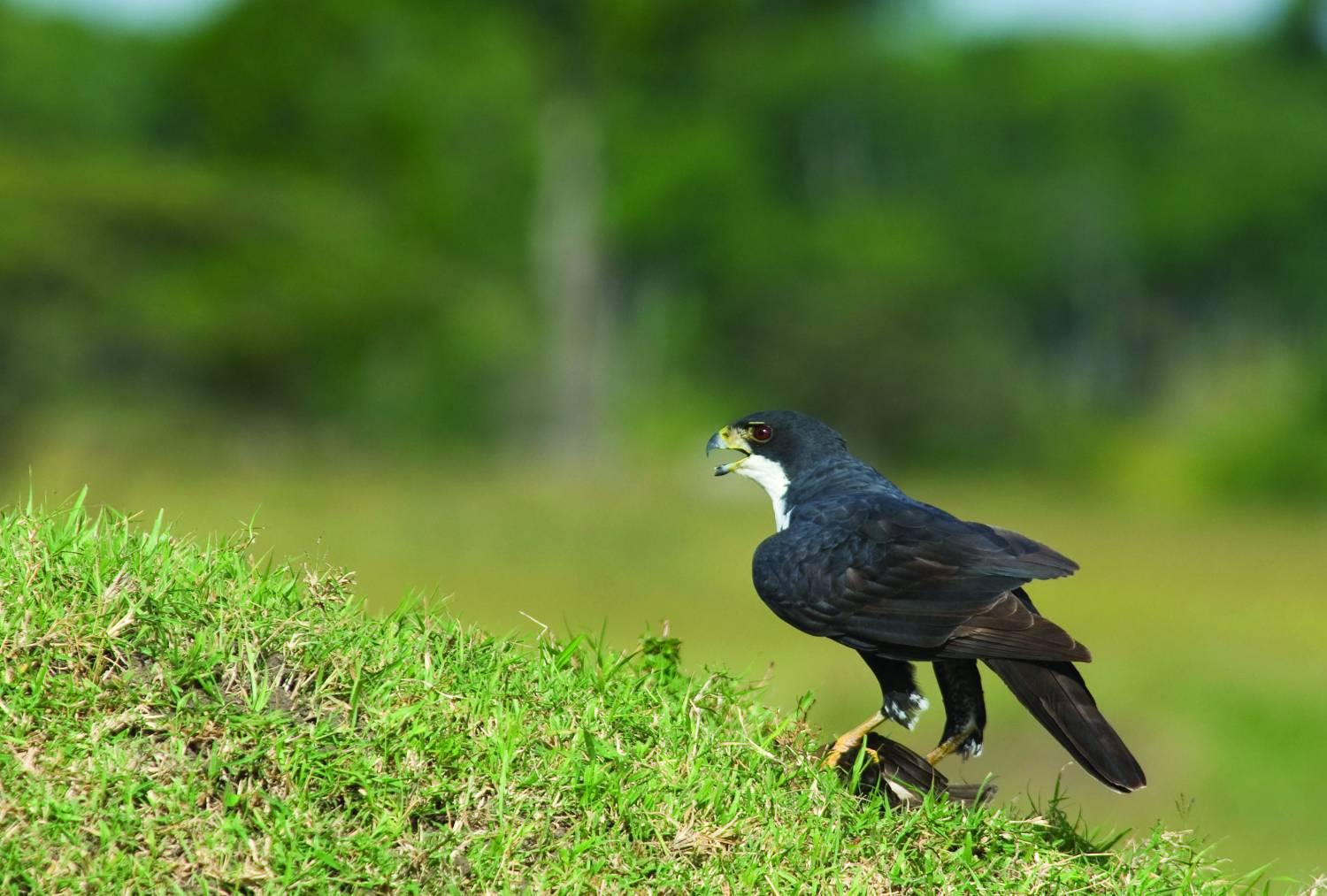 21 Melanistic Animals You Should Know - Richmond Mom