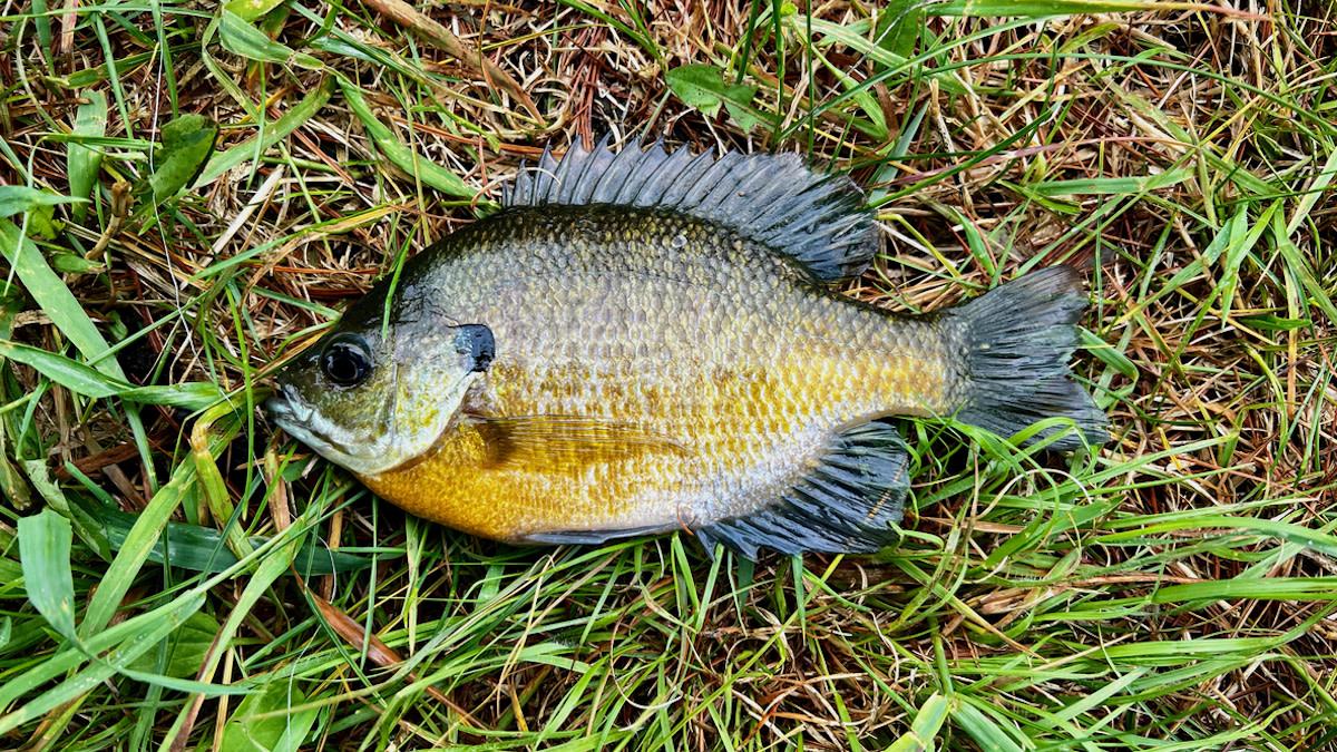 32 Popular Types of Fish Around the World - Richmond Mom