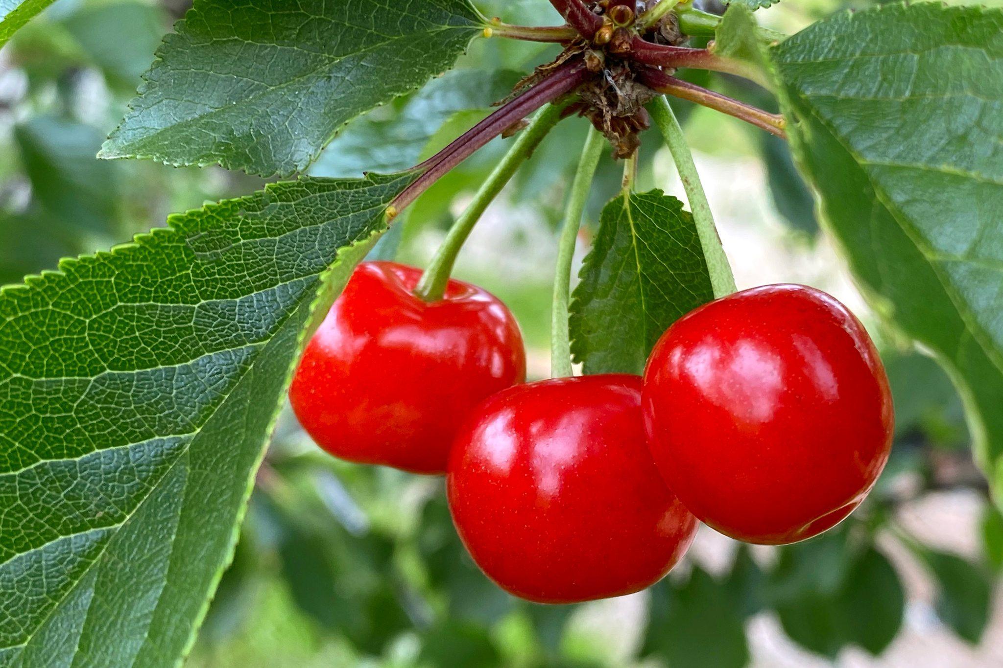 35 Popular Red Fruits Around the World - Richmond Mom