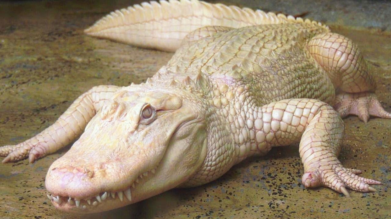 Top 15 Oviparous Animals and Their Unique Traits - Richmond Mom