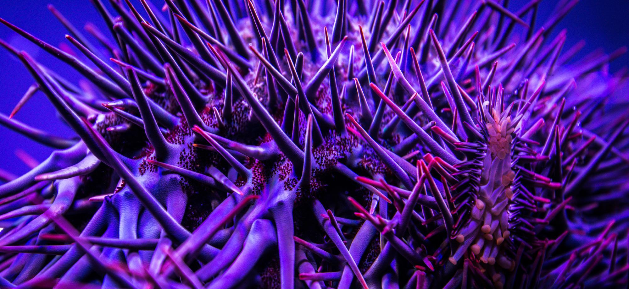 19 Echinoderms Species Around the World - Richmond Mom