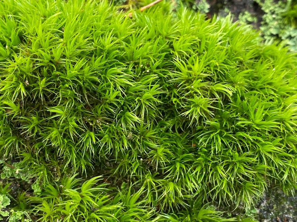 21 Interesting Types of Moss You Should Know - Richmond Mom
