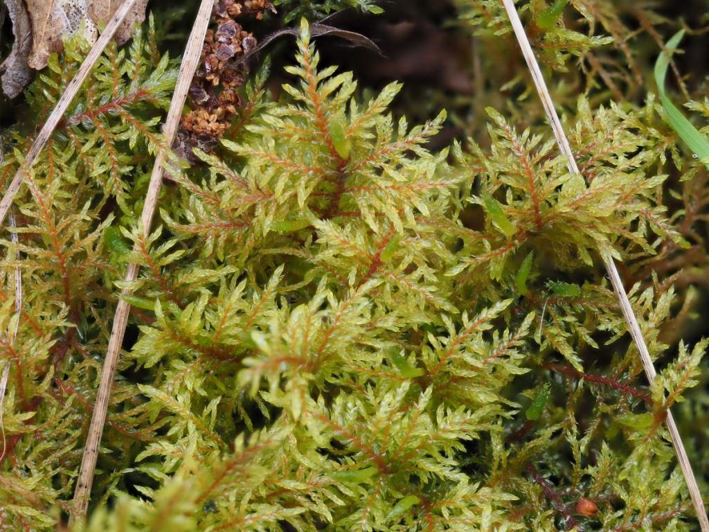 21 Interesting Types of Moss You Should Know - Richmond Mom