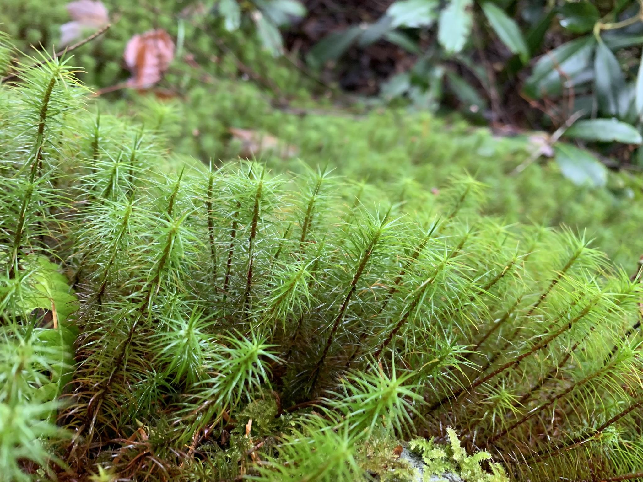 21 Interesting Types of Moss You Should Know - Richmond Mom
