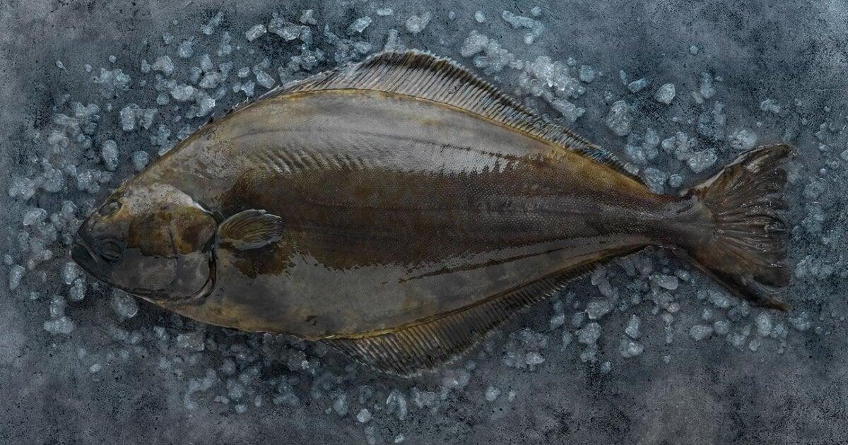 32 Popular Types of Fish Around the World - Richmond Mom