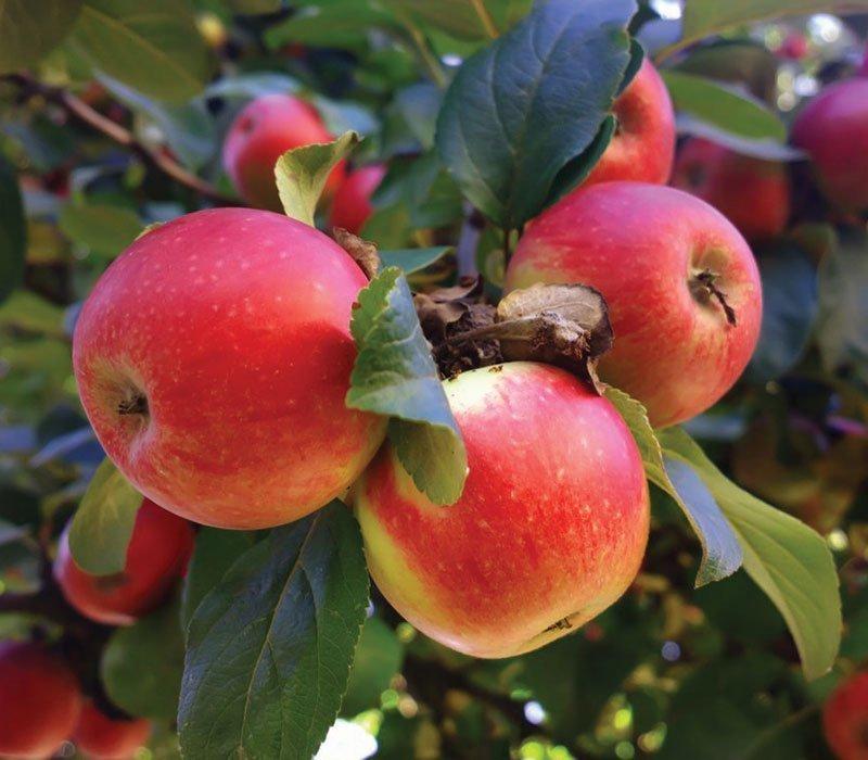 27 Types of Apples with Health Benefits and Interesting Facts ...