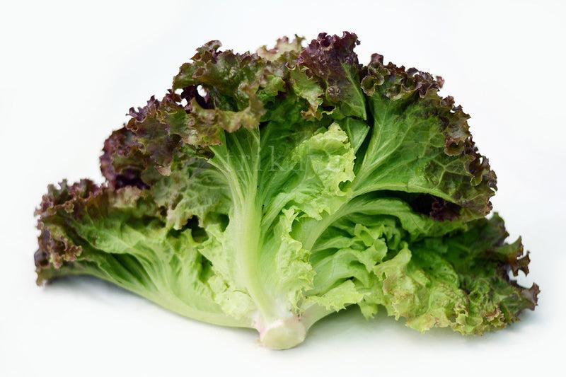 27 Popular Types of Lettuce to Try This Season - Richmond Mom