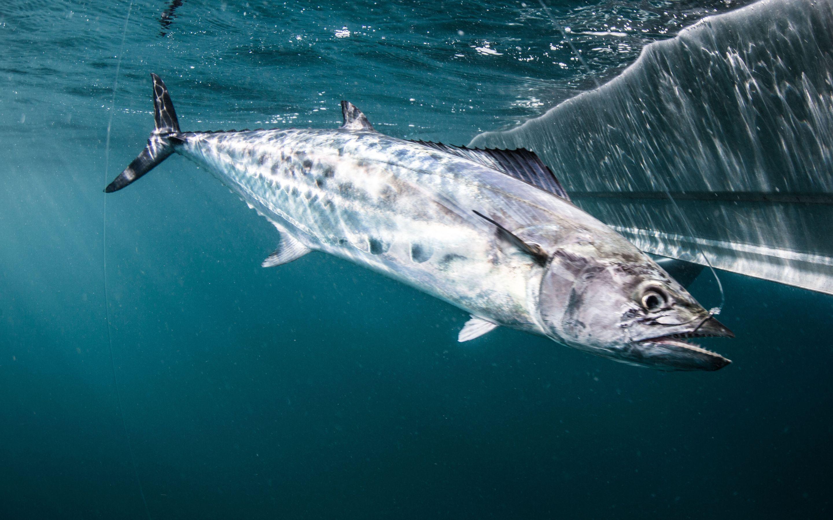 32 Popular Types of Fish Around the World - Richmond Mom