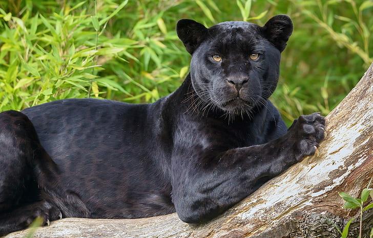 21 Melanistic Animals You Should Know - Richmond Mom