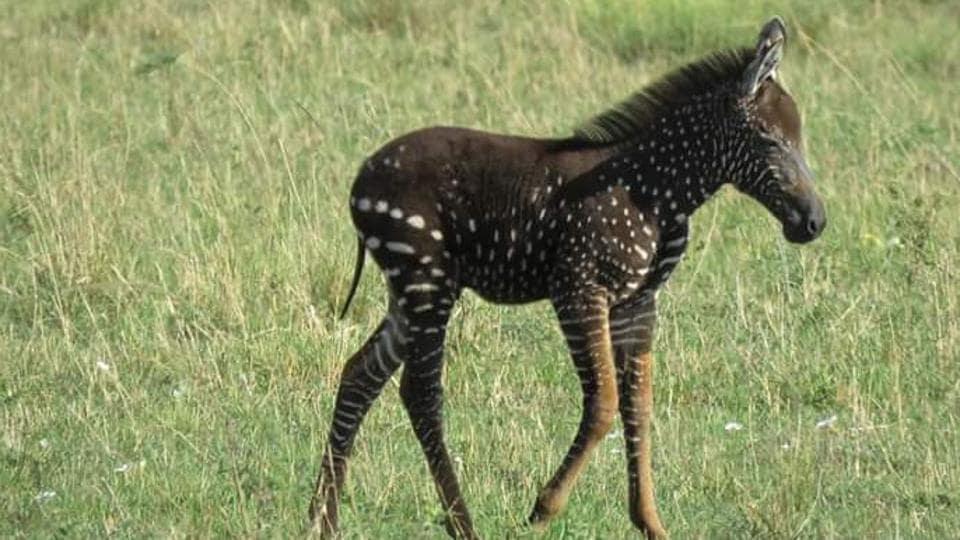 21 Melanistic Animals You Should Know - Richmond Mom