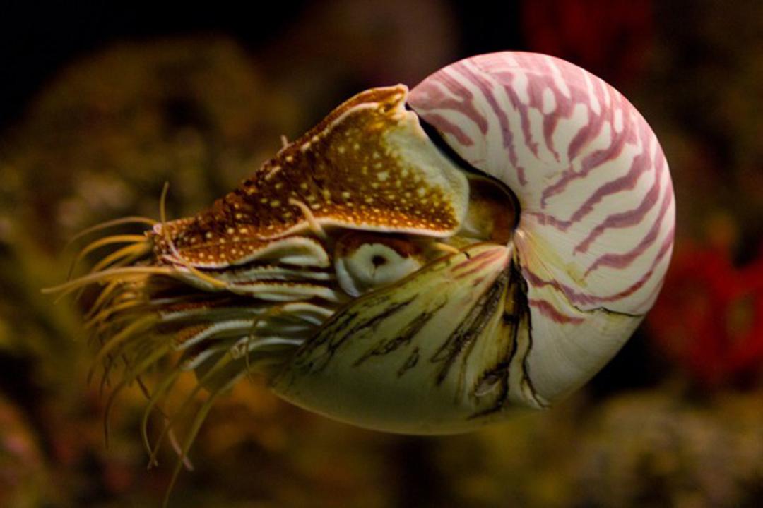 8 Invertebrate Groups and Their Unique Features - Richmond Mom