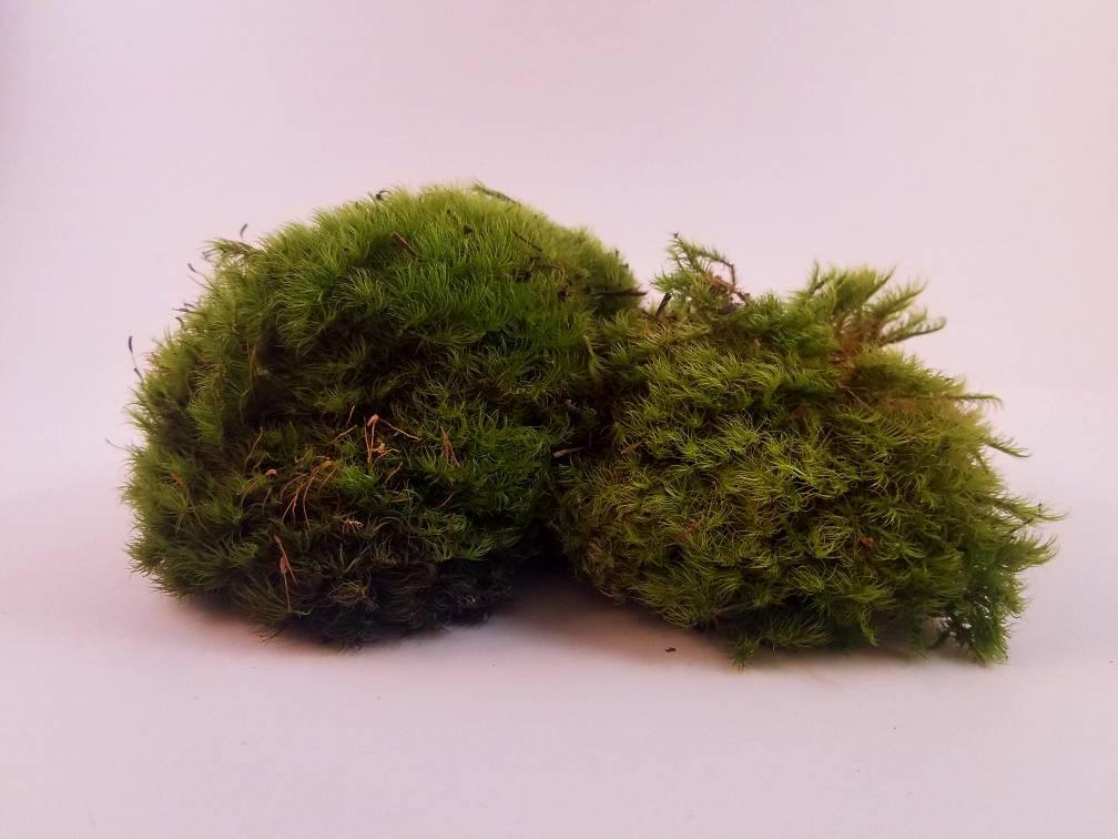 21 Interesting Types of Moss You Should Know - Richmond Mom