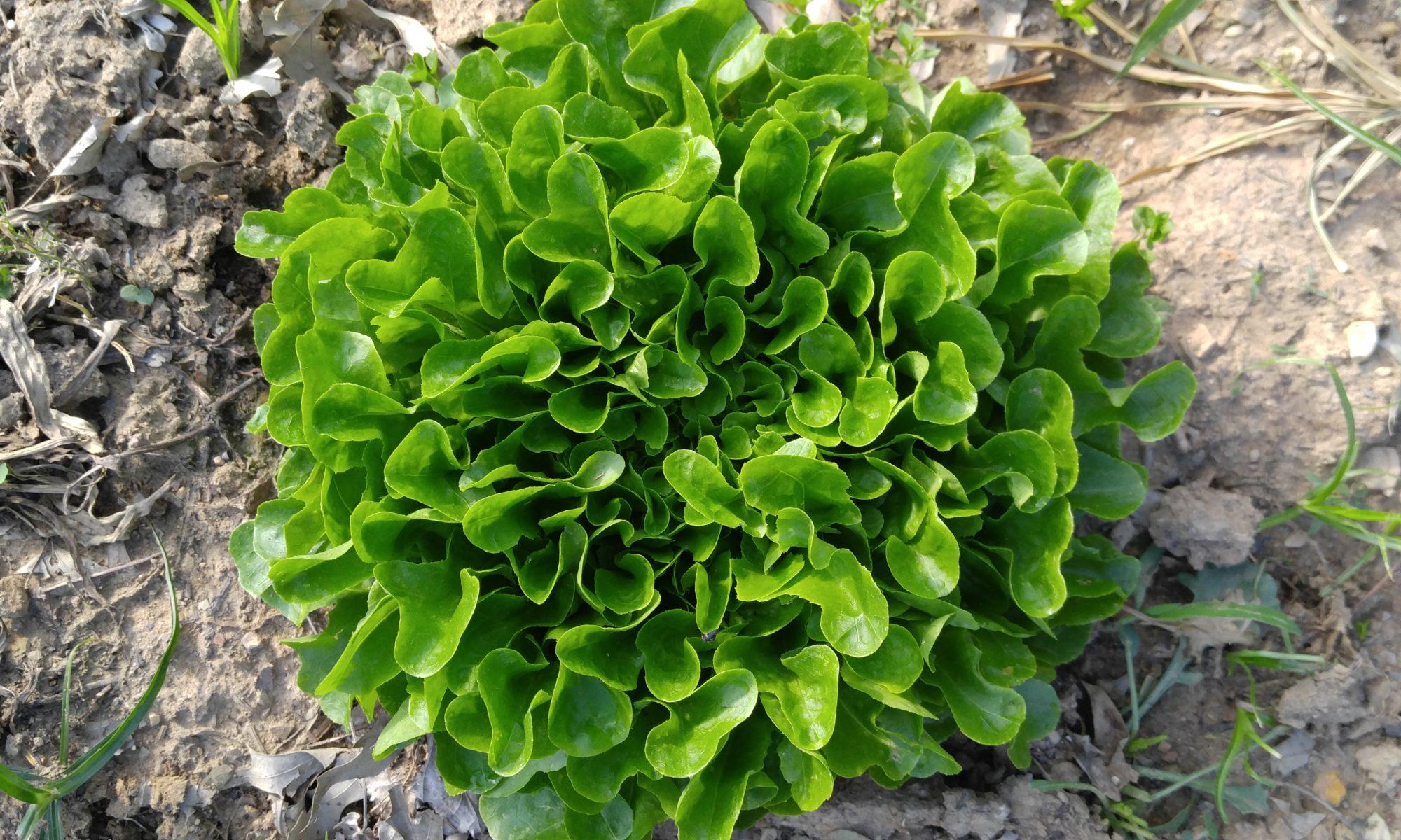 27 Popular Types of Lettuce to Try This Season - Richmond Mom