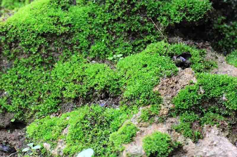 21 Interesting Types of Moss You Should Know - Richmond Mom