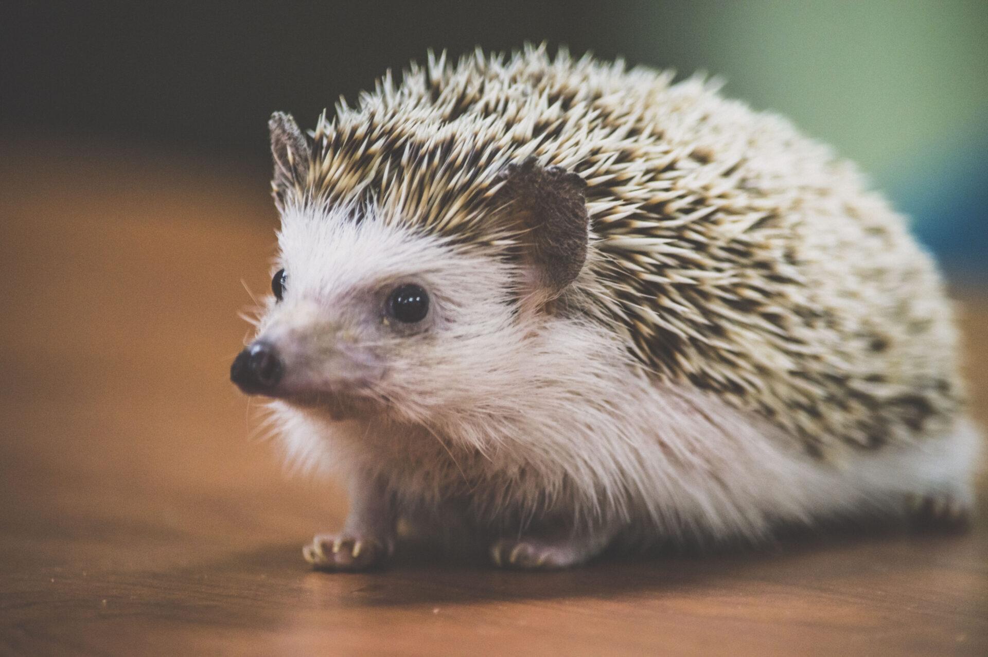 17 Adorable Small Animals You Can Keep as Pets - Richmond Mom
