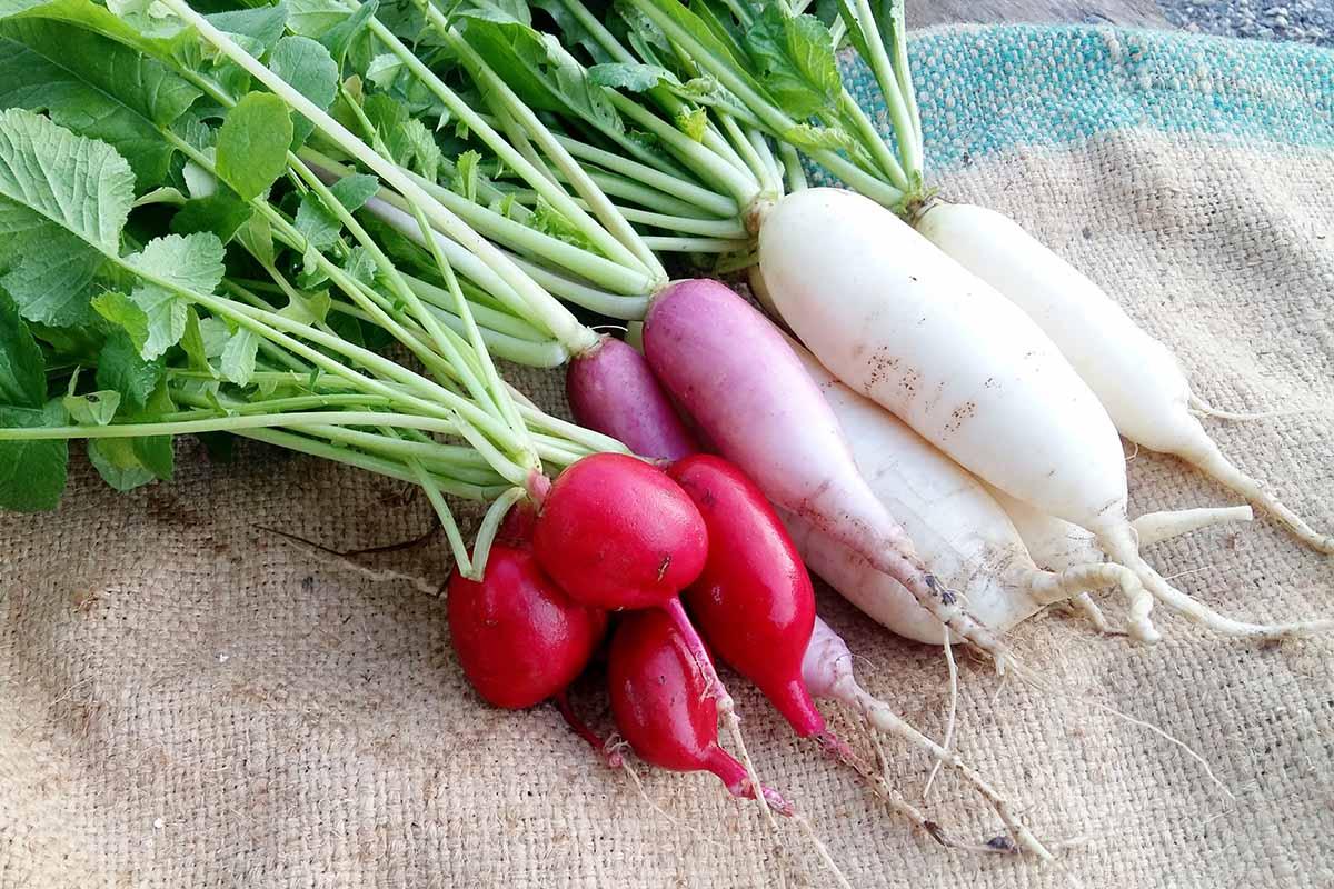 25 Popular Root Vegetables Around the World - Richmond Mom