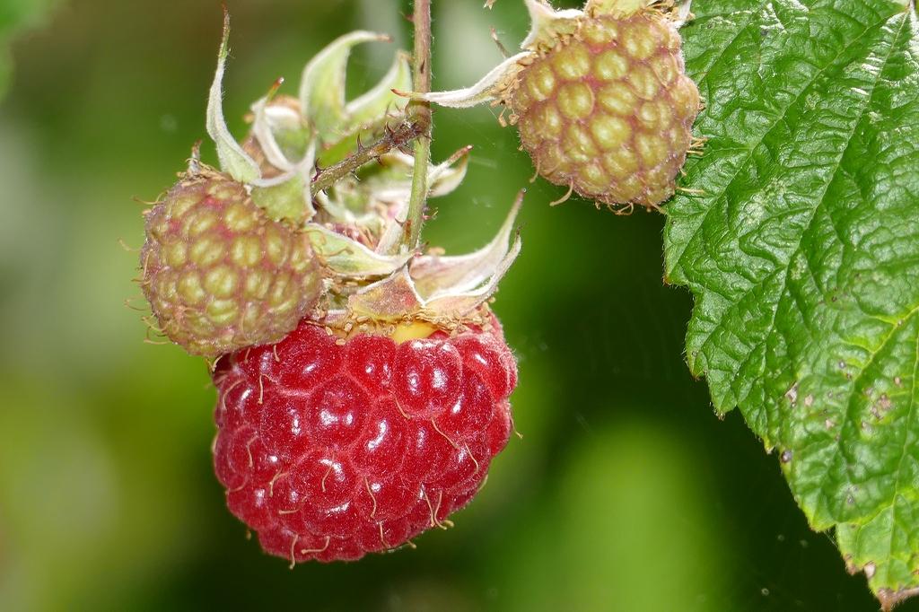 35 Popular Red Fruits Around the World - Richmond Mom