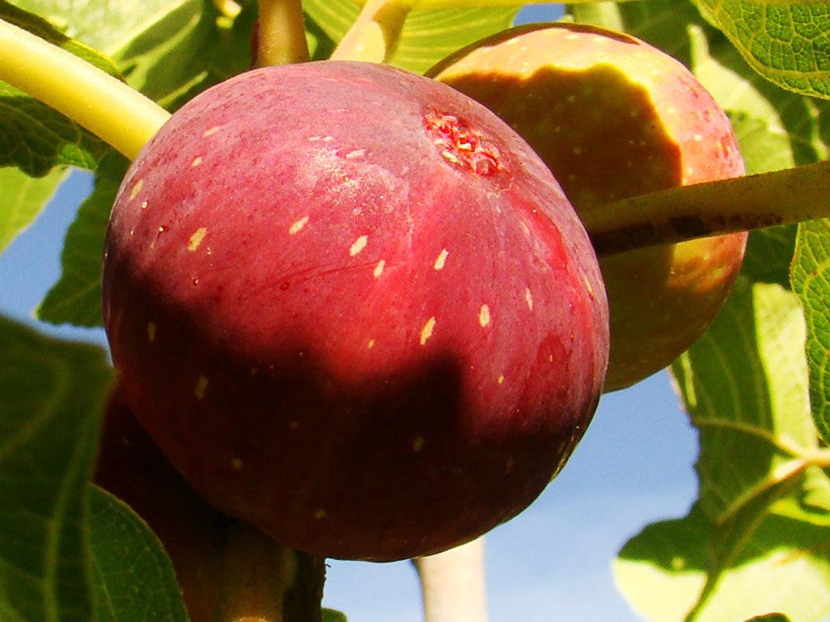 35 Popular Red Fruits Around the World - Richmond Mom