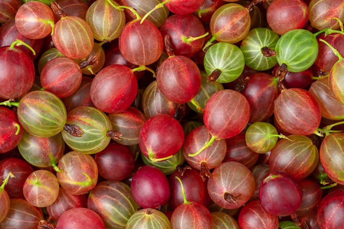 35 Popular Red Fruits Around the World - Richmond Mom