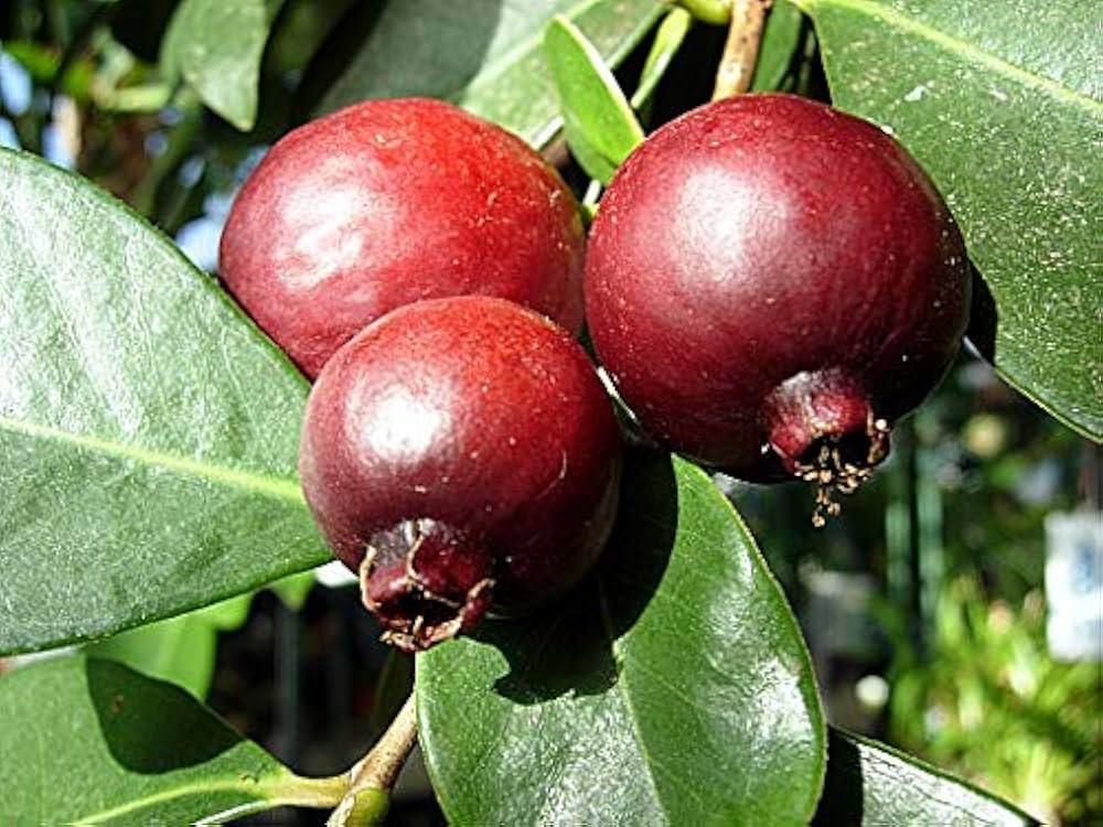 35 Popular Red Fruits Around the World - Richmond Mom