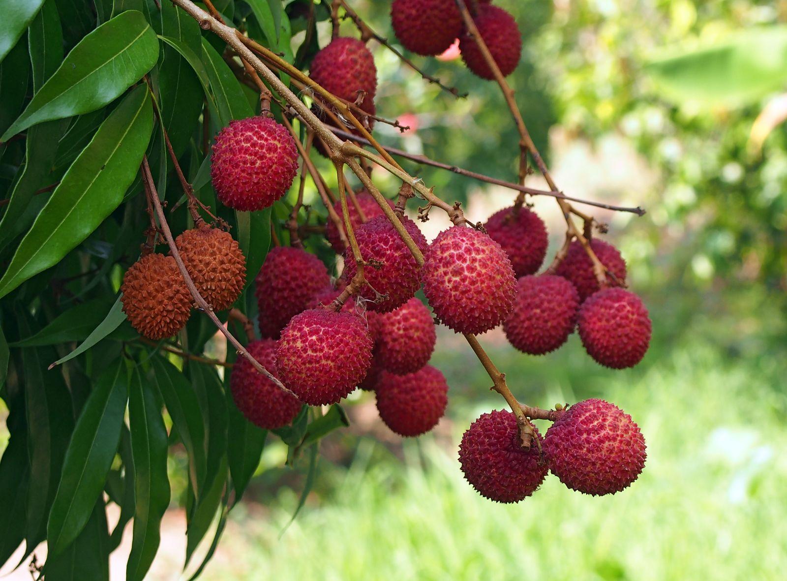 35 Popular Red Fruits Around the World - Richmond Mom