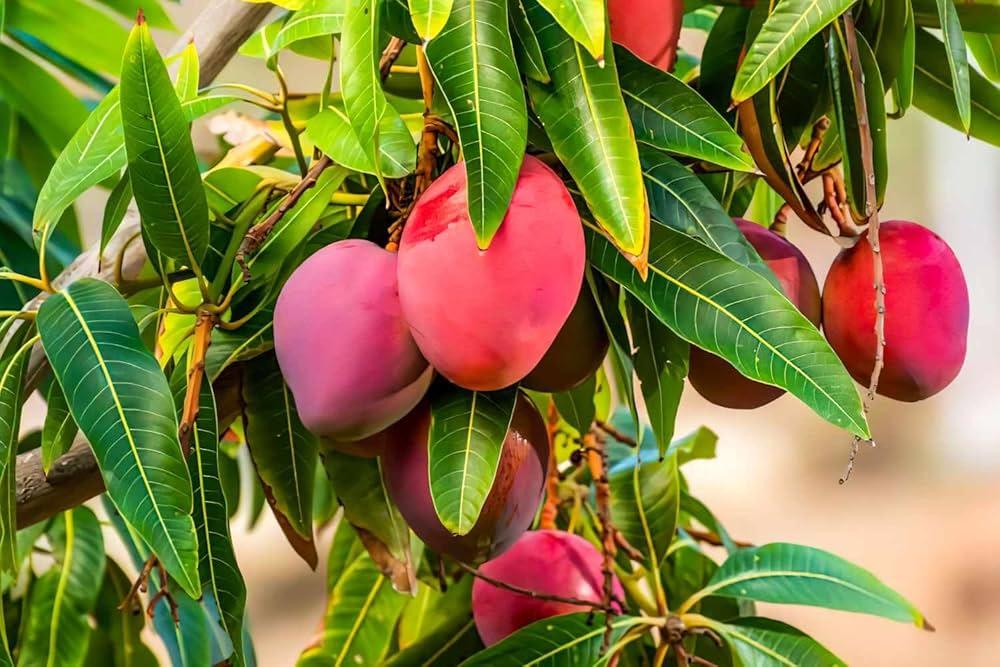 35 Popular Red Fruits Around the World - Richmond Mom