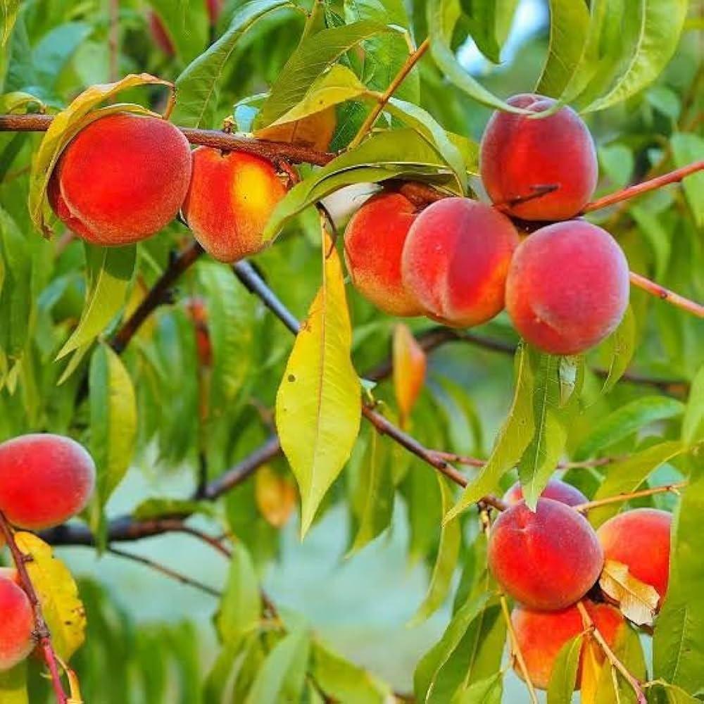 35 Popular Red Fruits Around the World - Richmond Mom