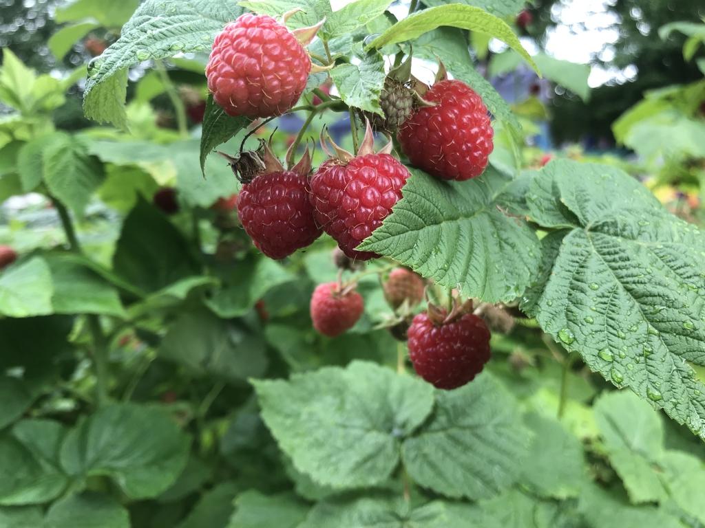 35 Popular Red Fruits Around the World - Richmond Mom