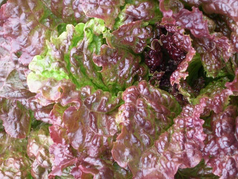 27 Popular Types of Lettuce to Try This Season - Richmond Mom