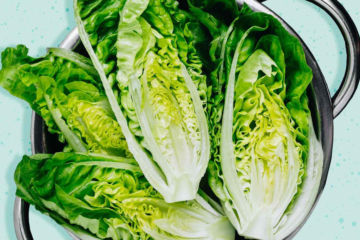 27 Popular Types of Lettuce to Try This Season - Richmond Mom