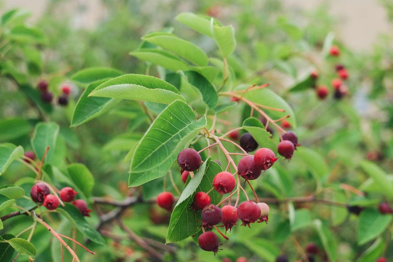 55 Popular Types of Berries You Should Know - Richmond Mom