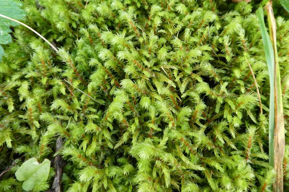 21 Interesting Types of Moss You Should Know - Richmond Mom