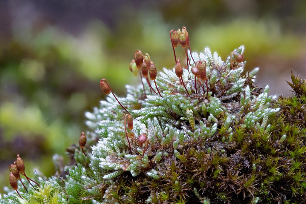 21 Interesting Types of Moss You Should Know - Richmond Mom