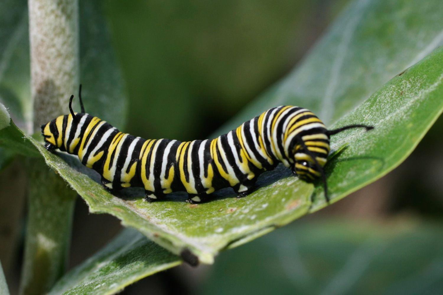 25 Fascinating Spring Animals to Spot this Spring - Richmond Mom
