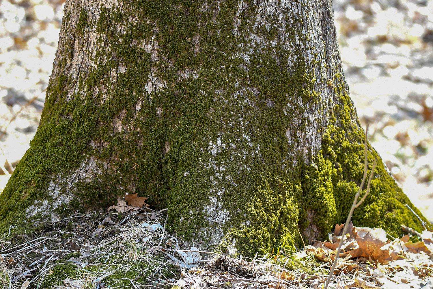 21 Interesting Types of Moss You Should Know - Richmond Mom
