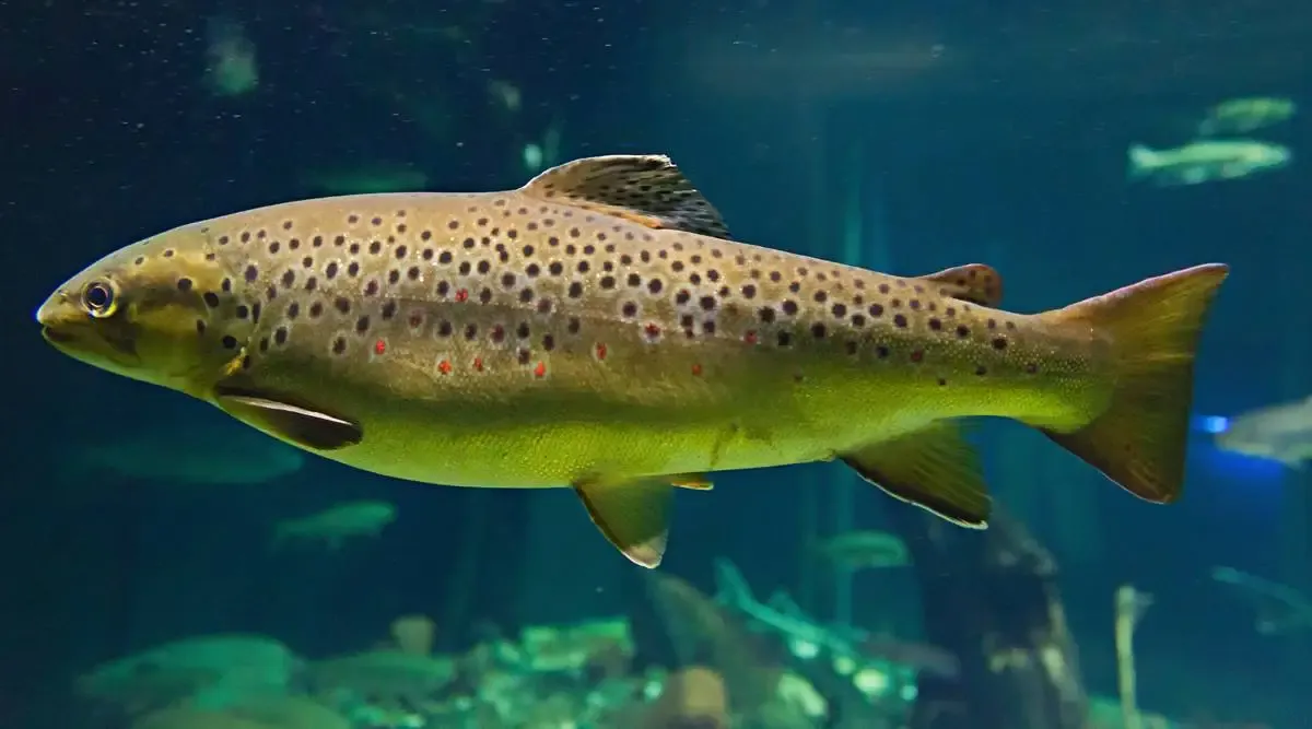 32 Popular Types of Fish Around the World - Richmond Mom