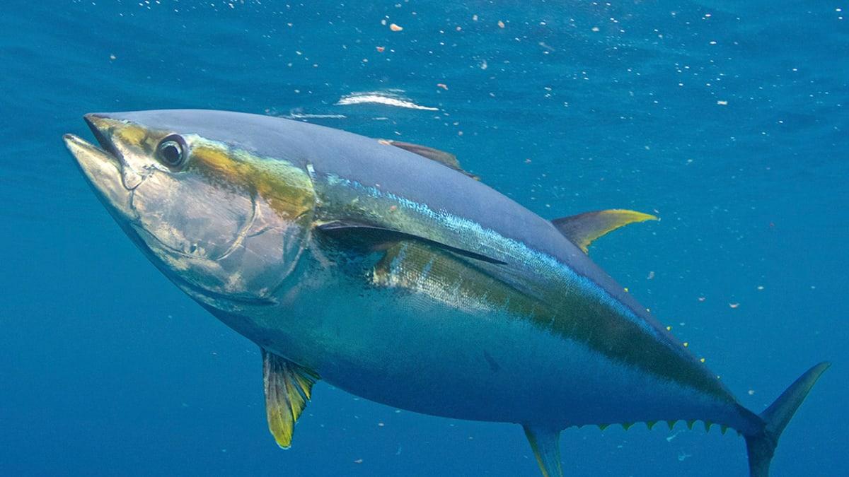 32 Popular Types of Fish Around the World - Richmond Mom
