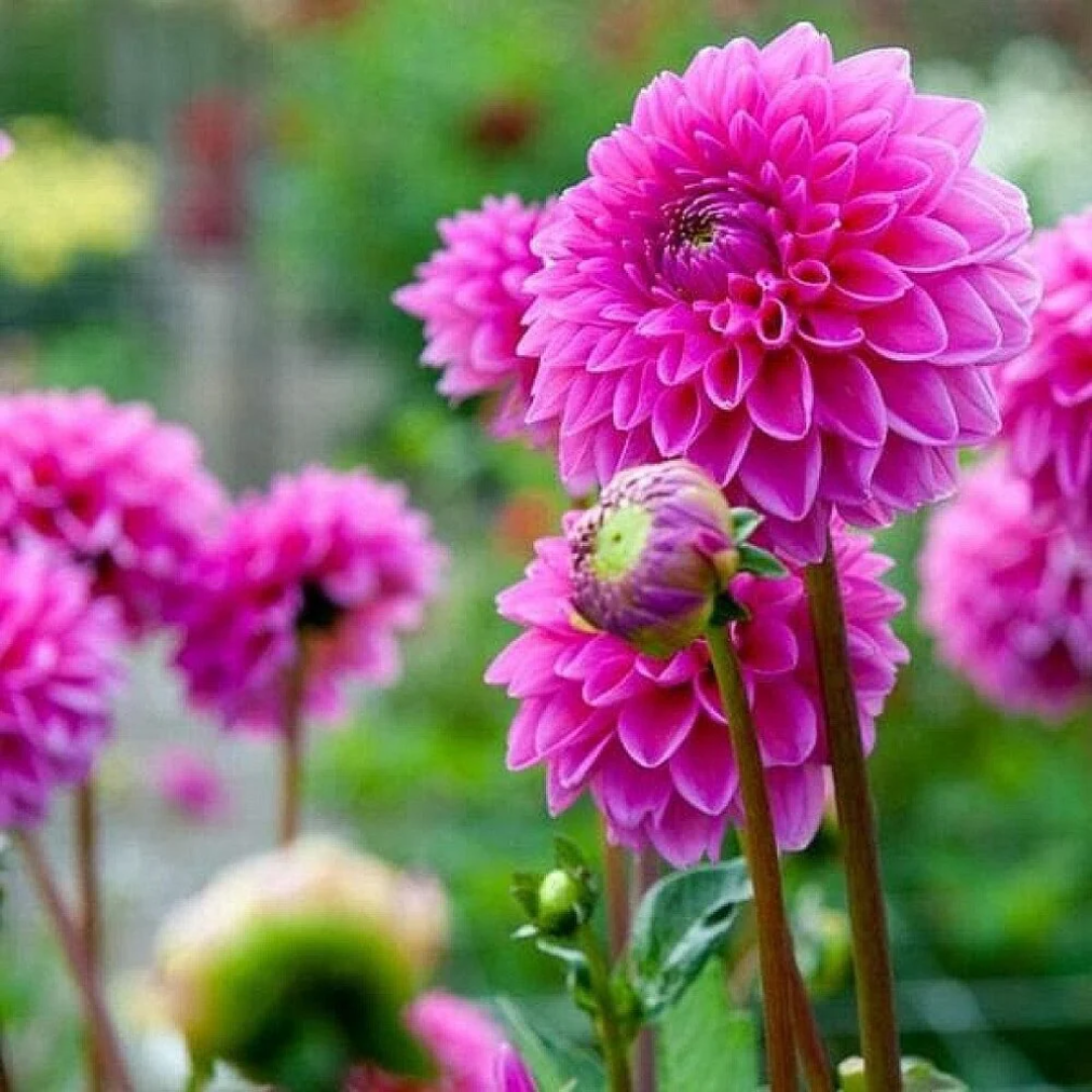 75 Popular Flowers That Start with D - Richmond Mom