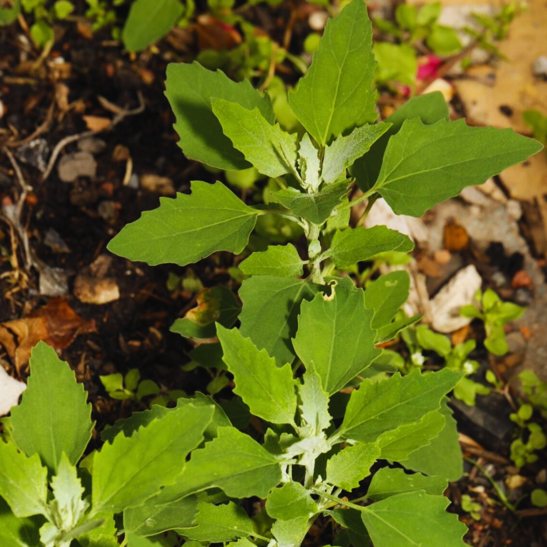 51 Healthiest Vegetables That Start with F - Richmond Mom